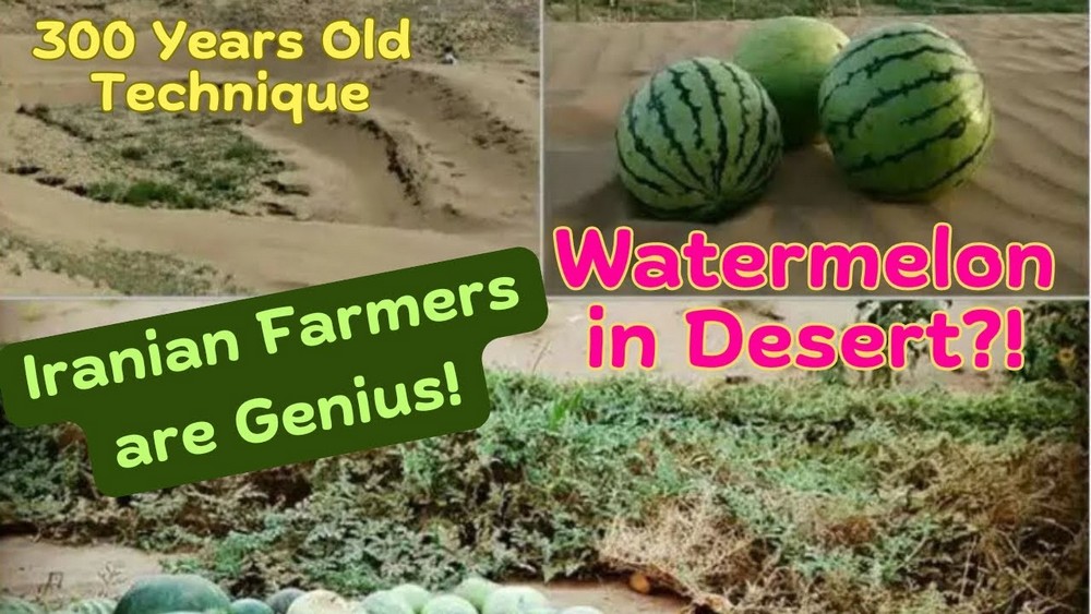 Pastèque en Iran / Watermelon in Iran – Iran Persia Voyage